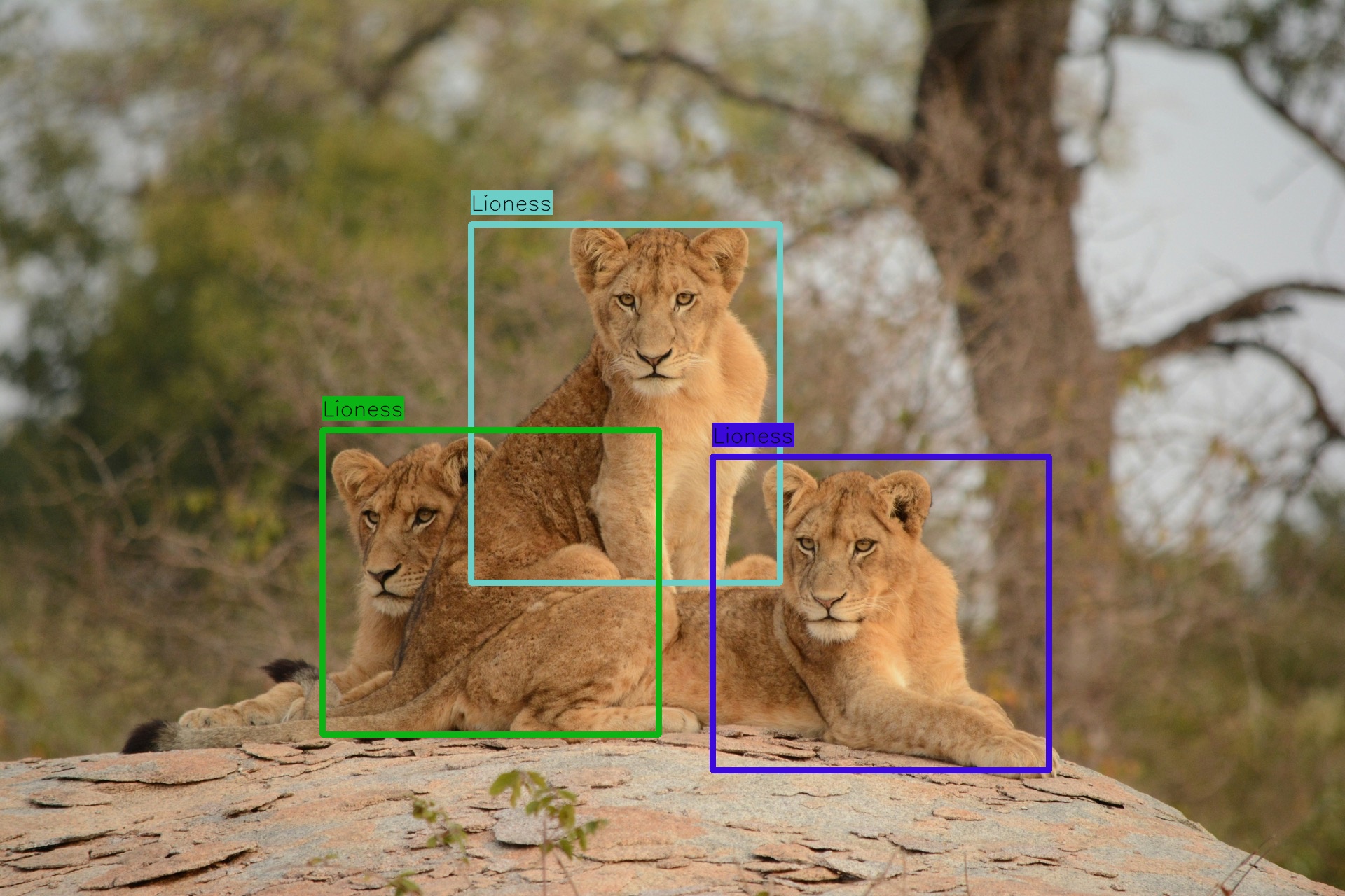 Seeing the World Through Language: Object Detection with Grok | xAI ...